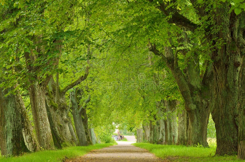 Avenue of Trees in the Park. Stock Image - Image of road, leaves: 100671393