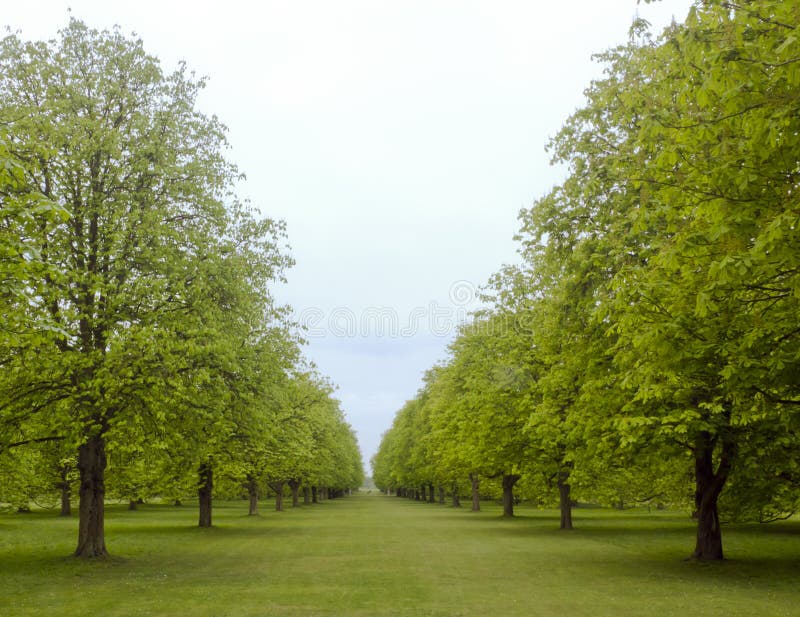 Avenue of trees in Spring stock image. Image of garden - 22671539
