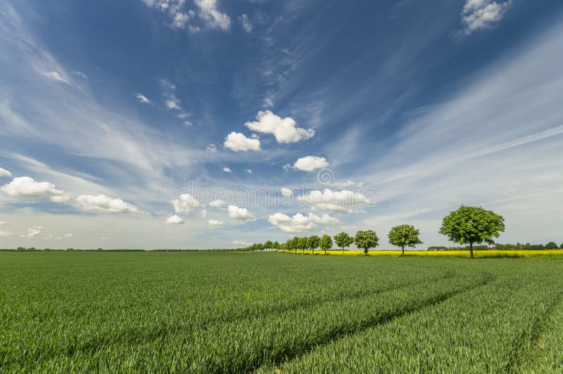 Avenue of Trees on a Spring Field Stock Photo - Image of flowers, warm ...