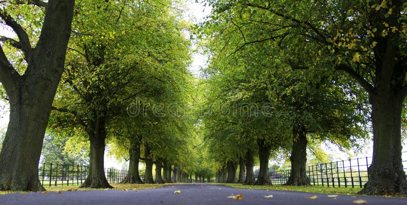 Avenue of Trees stock image. Image of avenue, british - 61081379