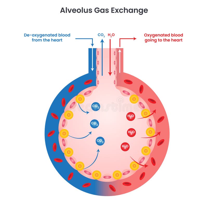 Alveolus Gas Exchange Vector Illustration Diagram Infographic Stock ...