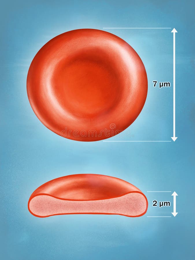 Erythrocyte Sizes Stock Illustrations – 8 Erythrocyte Sizes Stock ...
