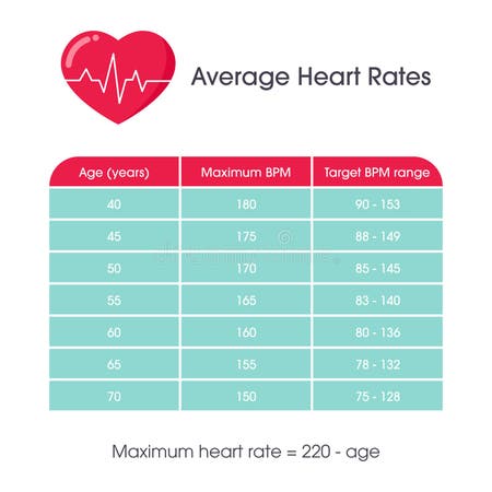 Average Adult Heart Rates Vector Illustration Infographic Stock Vector ...