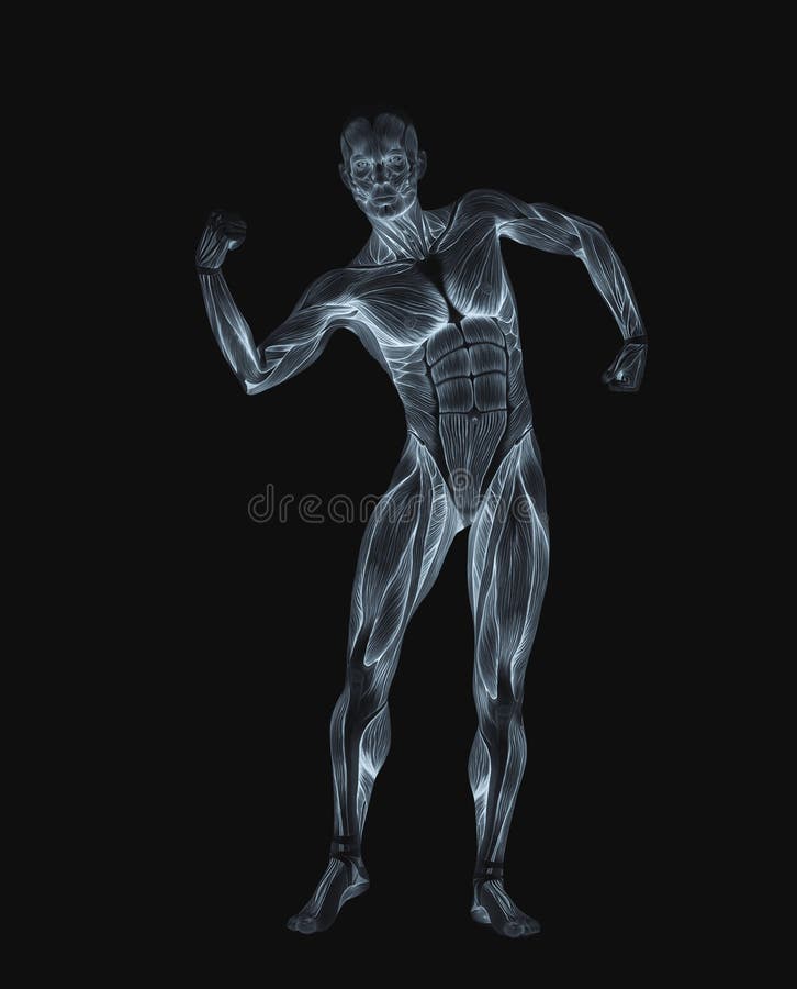 Average Man Muscle Maps is Doing a Can Do it Pose Stock Illustration ...