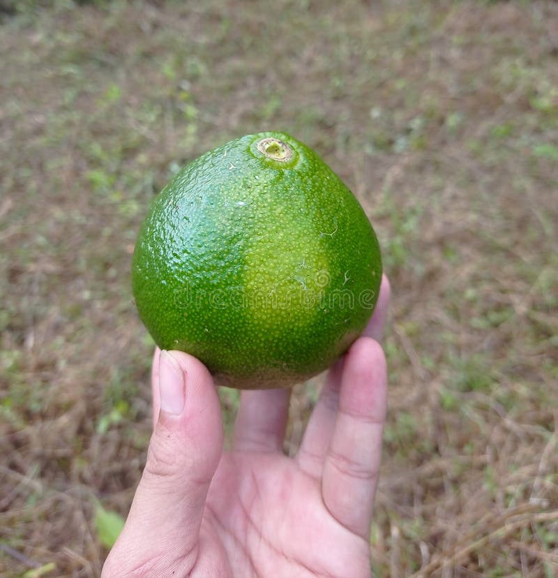 An Average Size Green Orange on a Hand Stock Photo - Image of average ...