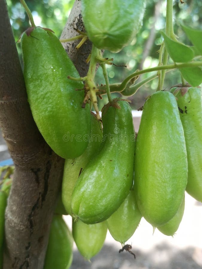 Belimbing Wuluh Trees that Bear Heavy Fruit and are Ready To Be ...