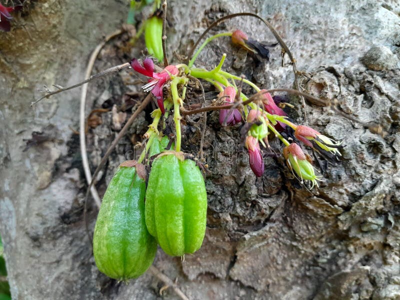 Averrhoa Bilimbi. Fresh Starfruit on the Tree in the Backyard Stock ...