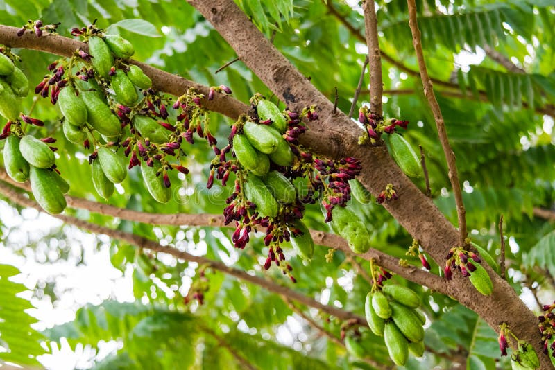 Averrhoa bilimbi fruit stock photo. Image of bilimbing - 113702138