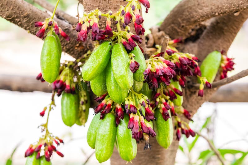 Averrhoa bilimbi fruit stock photo. Image of taste, tree - 113702828