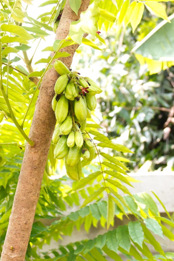 Bilimbi Fruit on tree stock photo. Image of green, healthy - 122781104