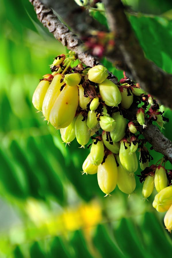 1,462 Averrhoa Bilimbi Stock Photos - Free & Royalty-Free Stock Photos ...