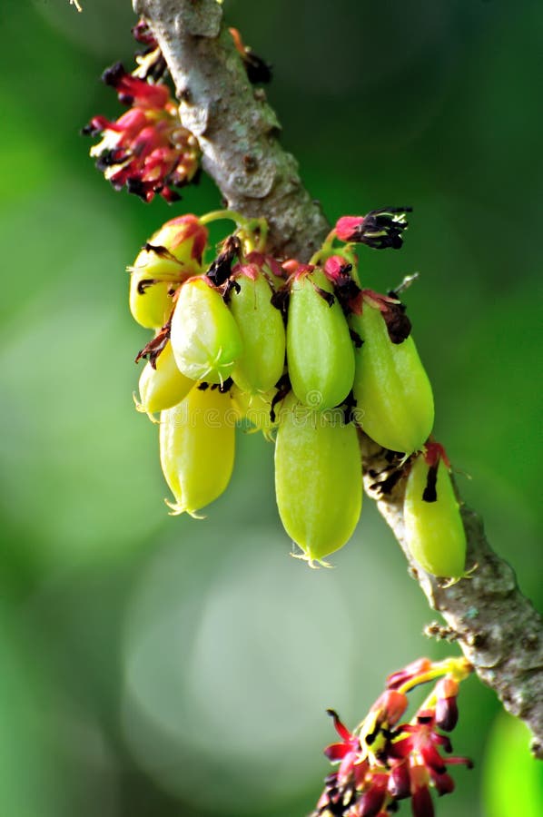 Averrhoa bilimbi stock photo. Image of medicinal, kamias - 42087610