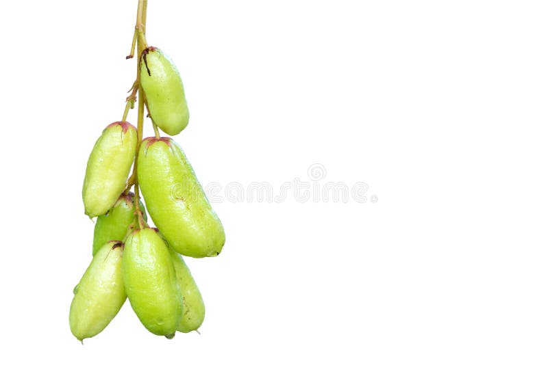 Kamias Fruit Clinging To A Tree In Southeast Asia Stock Photo - Image ...