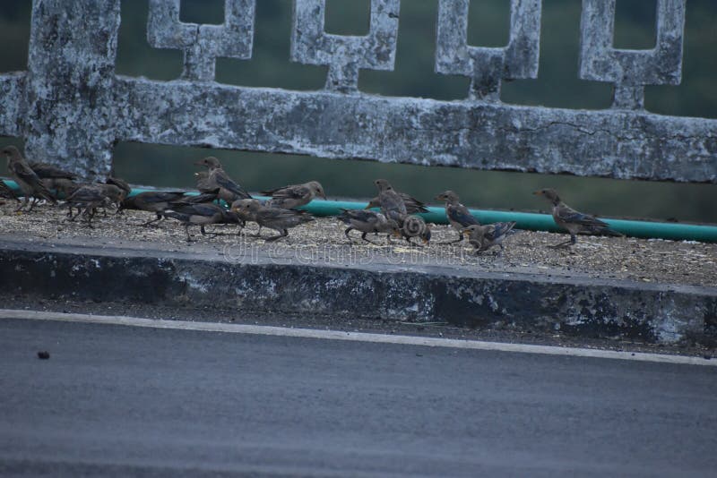 Aves comiendo comida imagen de archivo. Imagen de agua - 199317237