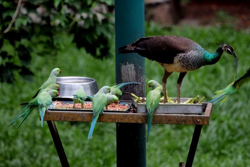 Aves Comiendo Comida En Parque Zoológico Imagen de archivo - Imagen de ...