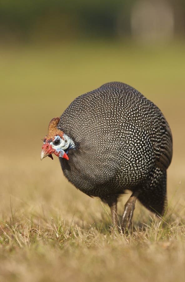 Las Plumas De Las Aves De Guinea Se Pintan En Los Colores Brillantes ...