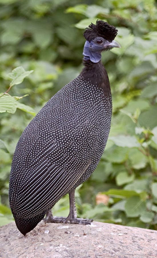 Gallina guineana 2 imagen de archivo. Imagen de rojo - 26465979