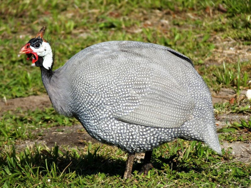 Aves De Guinea Un Pájaro Fotos De Stock - Download 406 Fotos Libres de ...