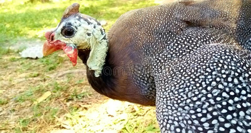 Guinae Fouwl imagen de archivo. Imagen de temas, outdoors - 48132133