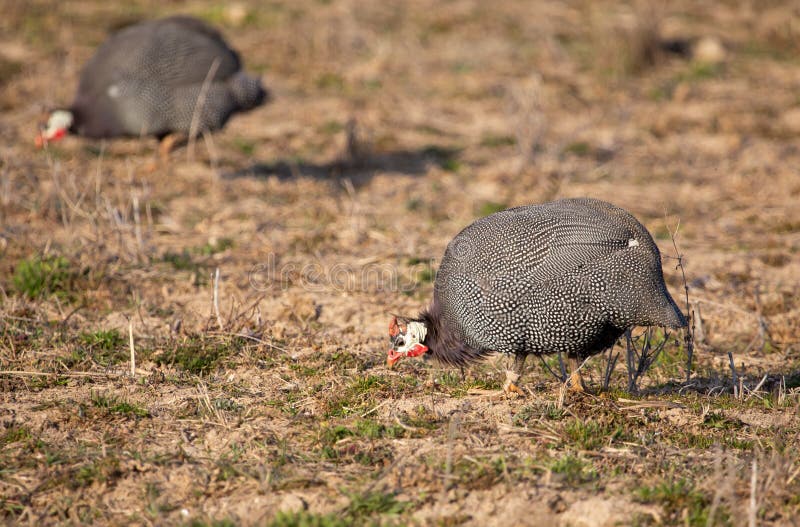 Aves De Guinea Que Pastan En Un Prado En Primavera Foto de archivo ...