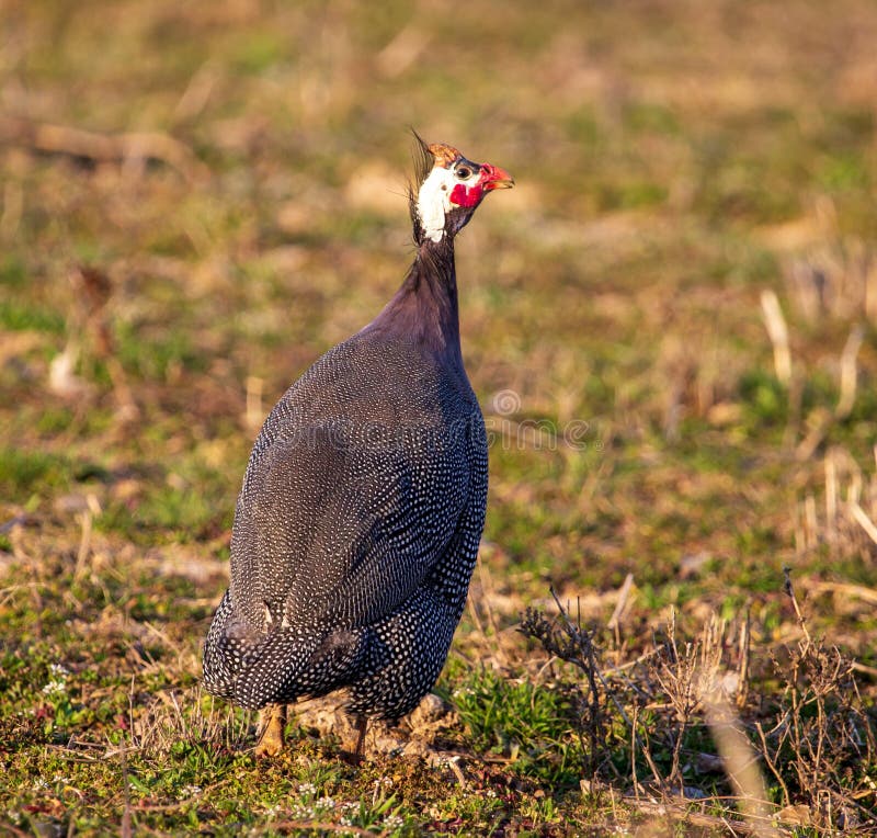Aves De Guinea Un Pájaro Fotos De Stock - Download 406 Fotos Libres de ...