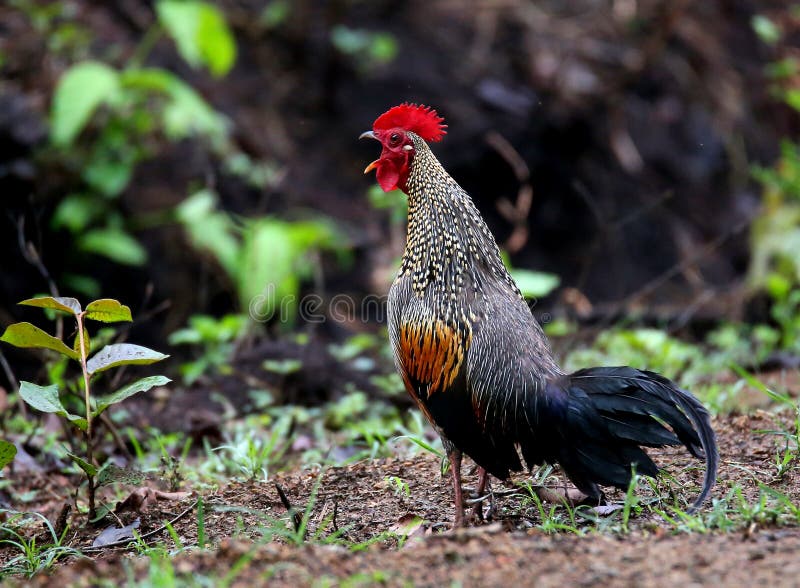 927 Gallo Indio Fotos - Libres de Derechos y Gratuitas de Dreamstime