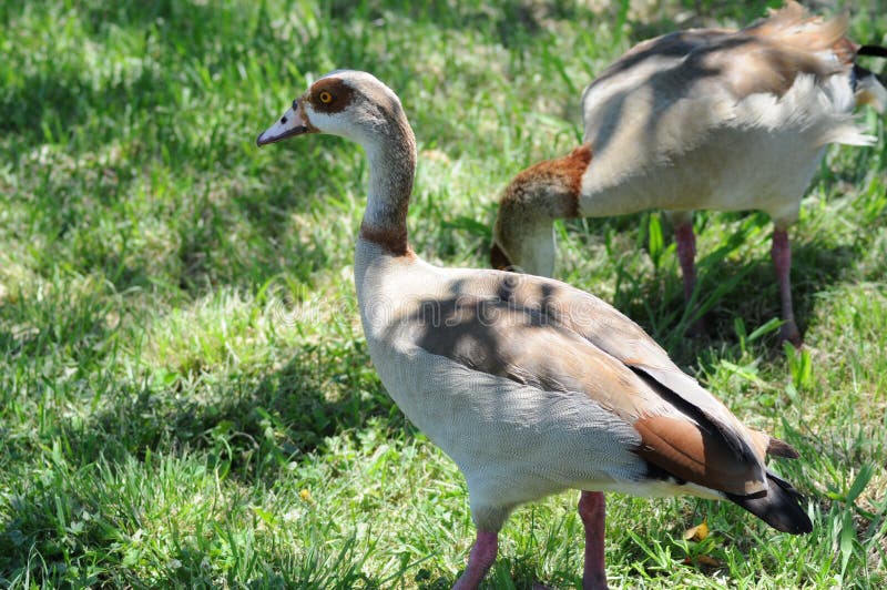 Patos Exóticos En La Orilla Foto de archivo - Imagen de animal ...