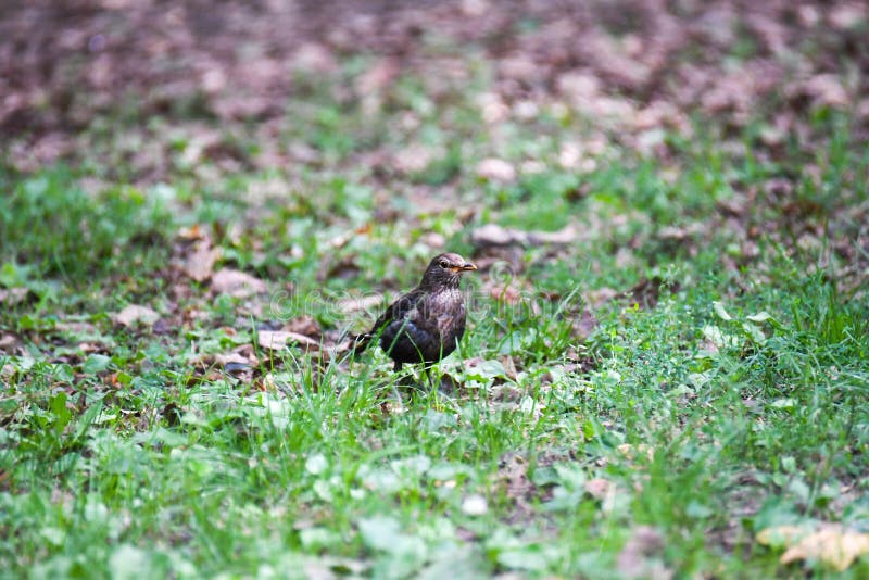 Aves libres en los parques foto de archivo. Imagen de bosque - 255208752