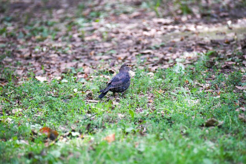 Aves libres en los parques imagen de archivo. Imagen de verde - 255208759