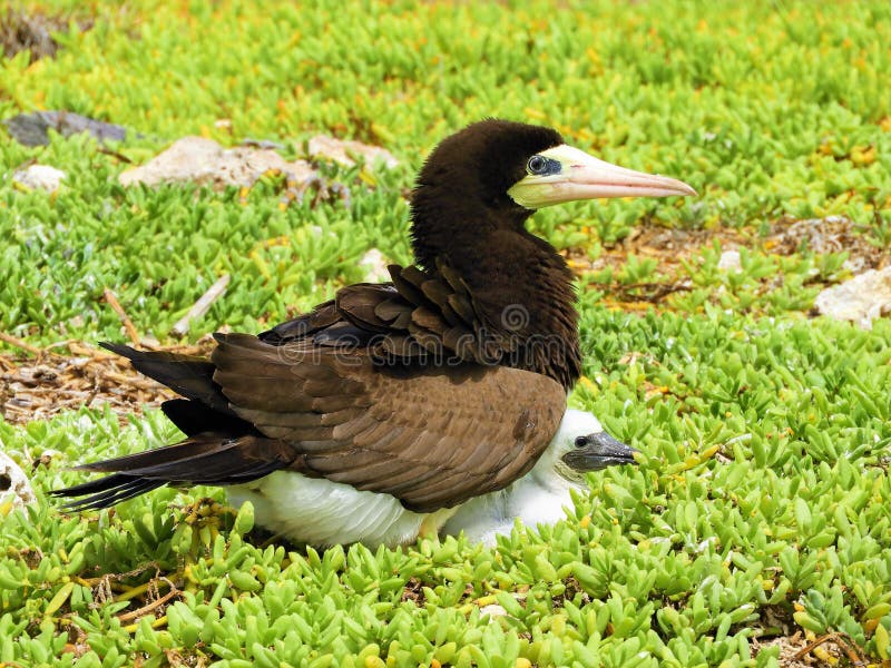 Aves Marinas Hermosas En El Mar Del Caribe Foto de archivo - Imagen de ...