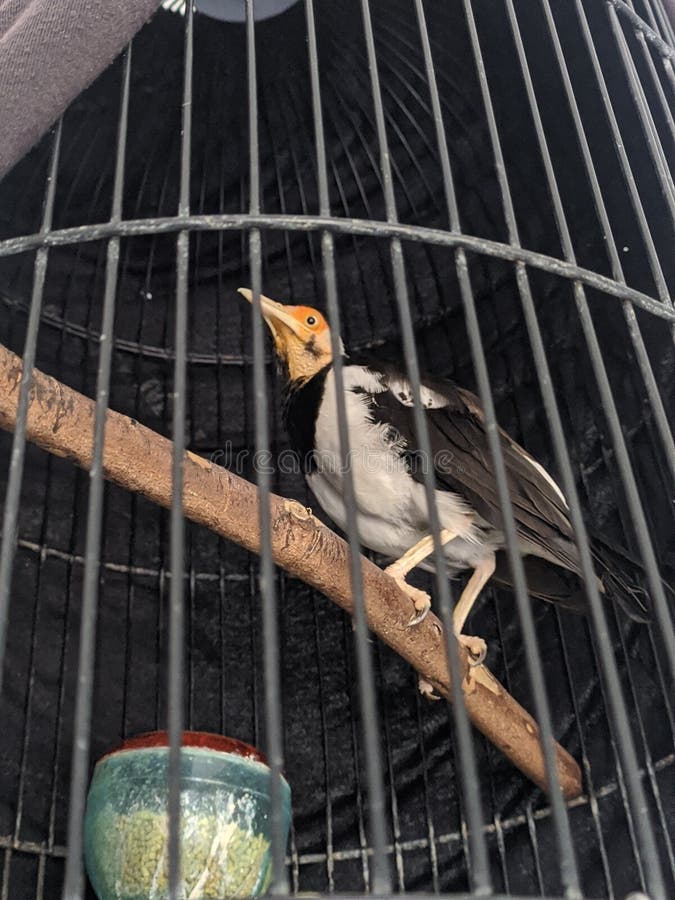 Aves-vivas na gaiola foto de stock. Imagem de gaiola - 238872246