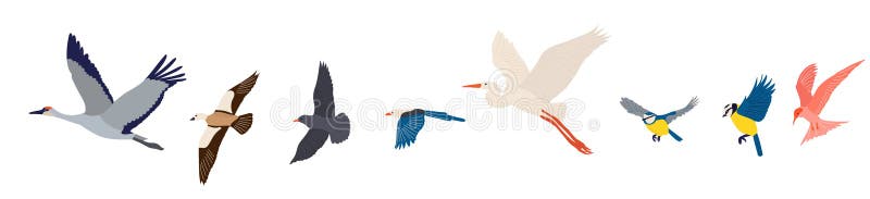 Aves Volando Sobre Un Vector De Fondo Blanco Ilustración del Vector ...