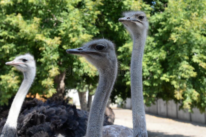 Avestruces Africanos En Una Granja De Avestruces Foto de archivo ...