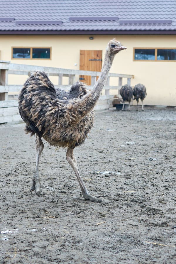 Avestruces En Un Corral En Una Granja De Avestruces Imagen de archivo ...