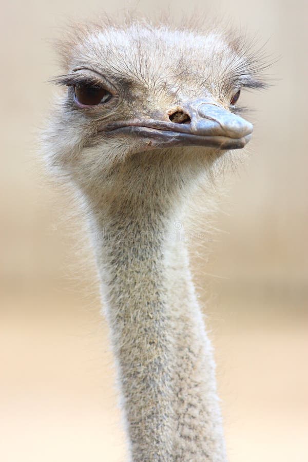 Avestruz foto de stock. Imagem de plumagem, bico, wildlife - 16091190