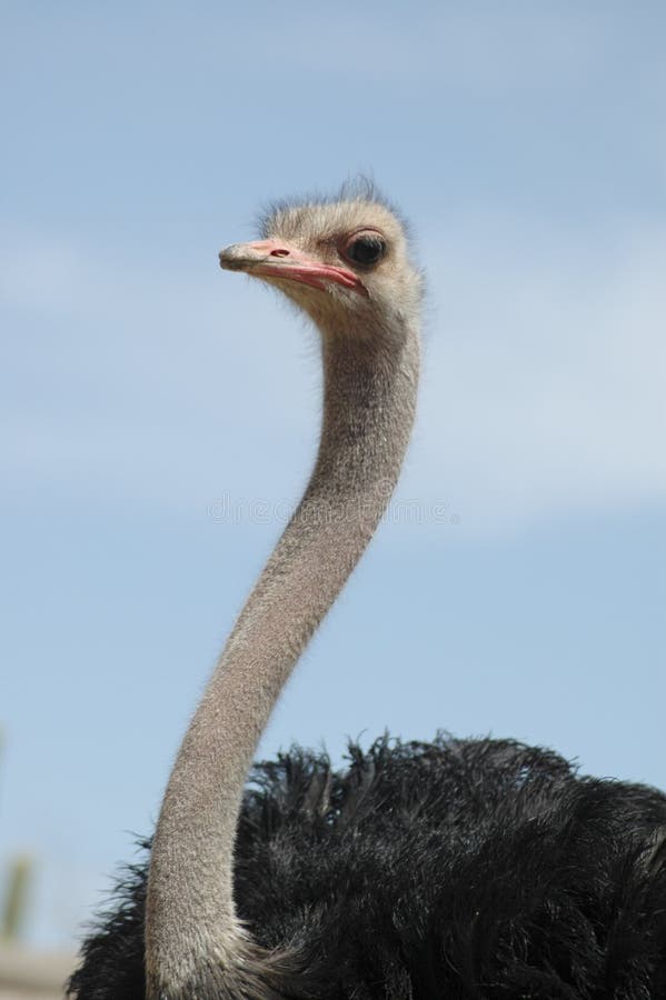 Avestruz 4 imagem de stock. Imagem de selvagem, retrato - 2388299
