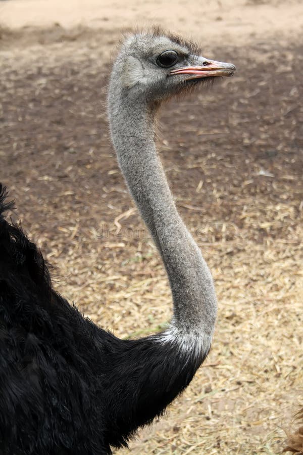 Una avestruz salvaje foto de archivo. Imagen de parque - 5675940