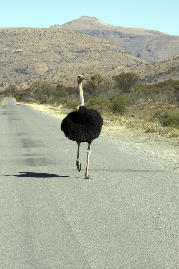 Avestruz imagen de archivo. Imagen de agricultura, africano - 4488611