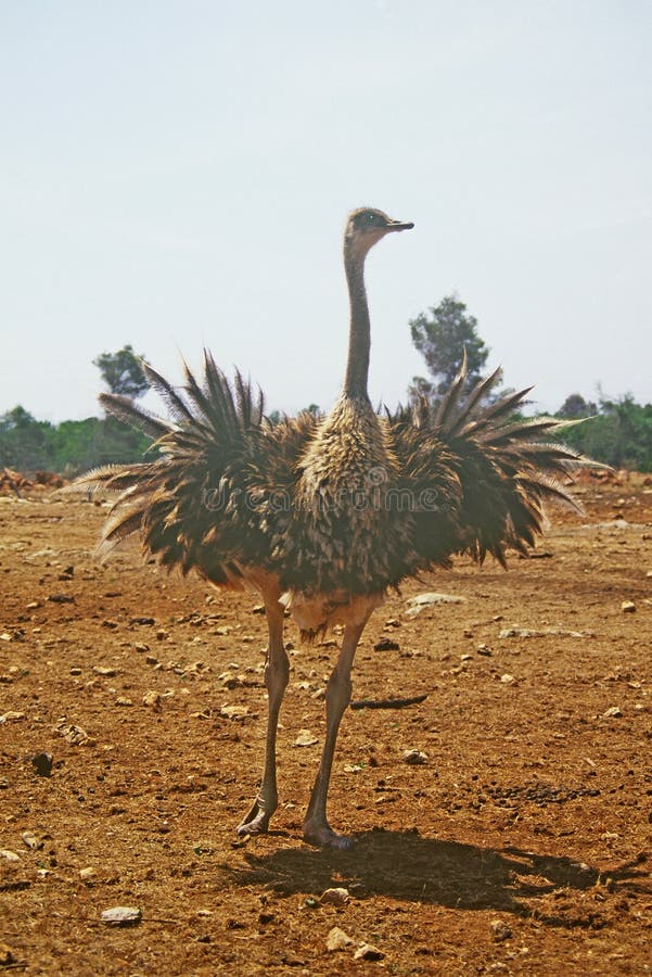 26,120 Avestruz Fotos - Libres de Derechos y Gratuitas de Dreamstime