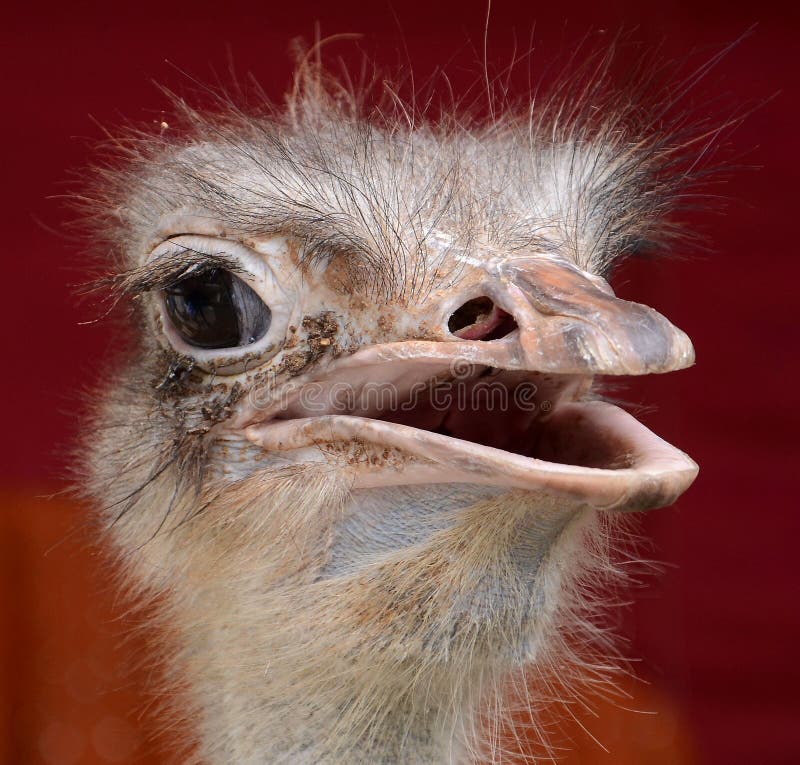 Avestruz foto de stock. Imagem de boca, curso, fundo - 59695368