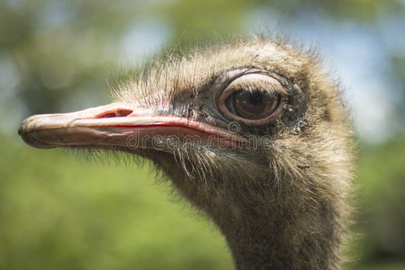 Avestruz imagen de archivo. Imagen de orgulloso, real - 85865581