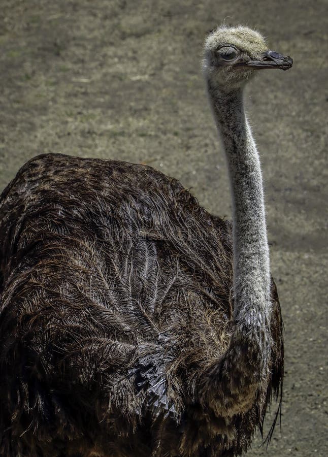 Avestruz foto de archivo. Imagen de avestruz - 95348156