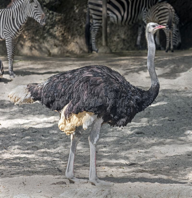 Avestruz africana foto de archivo. Imagen de animal - 100248126
