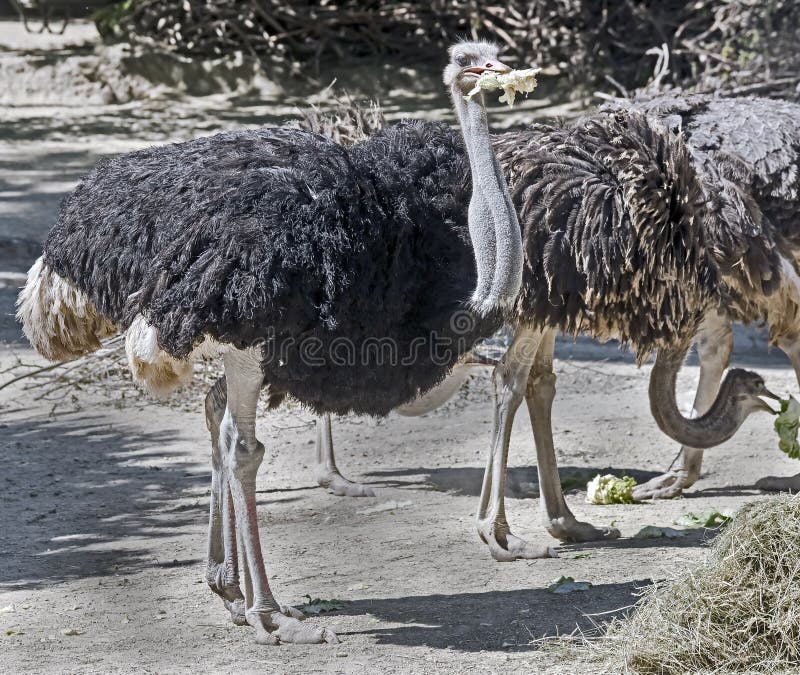 Avestruz africana foto de stock. Imagem de criatura, longo - 42878196