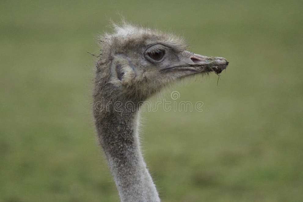 Avestruz - Camelus Do Struthio Imagem de Stock - Imagem de longo, besta ...