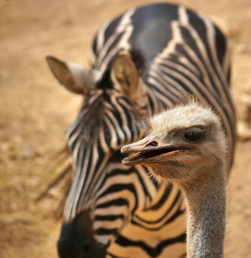 Avestruz e zebra foto de stock. Imagem de zebra, calor - 141916