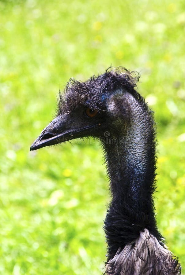 Avestruz del Emu foto de archivo. Imagen de curiosidad - 15761726