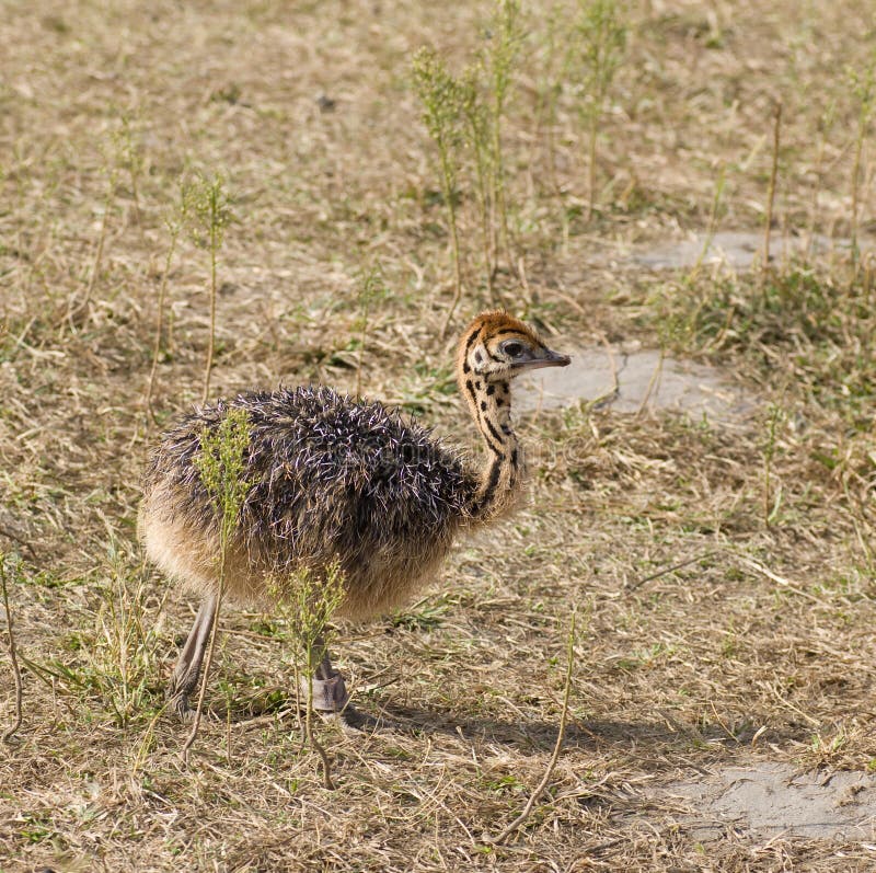 Avestruz linda del bebé imagen de archivo. Imagen de newborn - 17022891