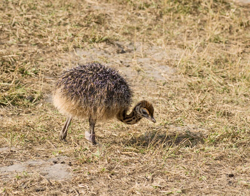 Avestruz Del Bebé Que Sale De Un Huevo Tramado, De Proceso De ...