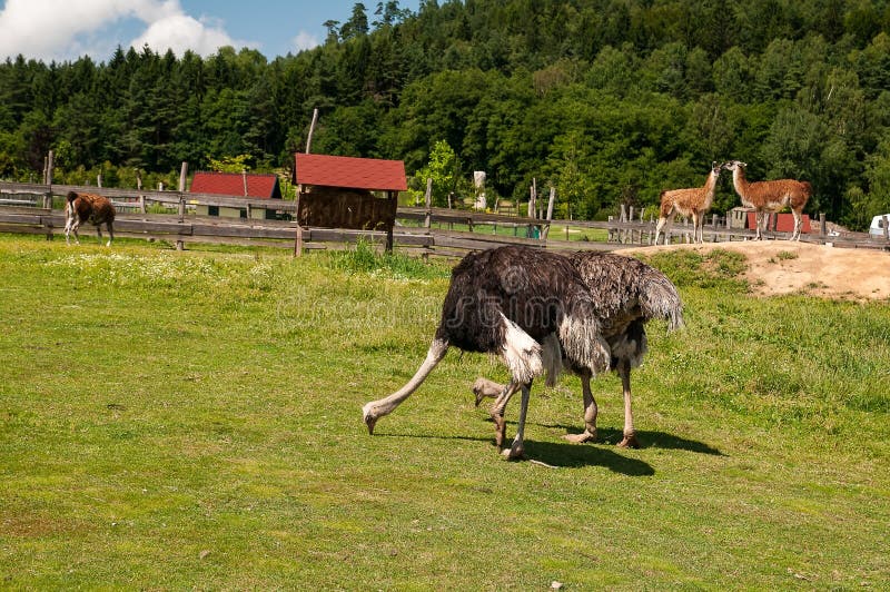 Avestruzes imagem de stock. Imagem de verde, ensolarado - 38414991
